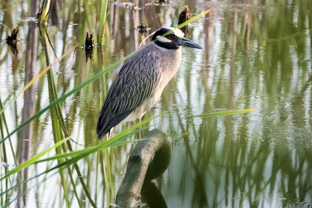Yellow-crowned Night Heron