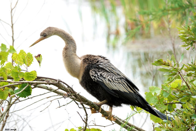 Anhinga
