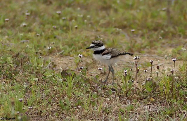 Killdeer