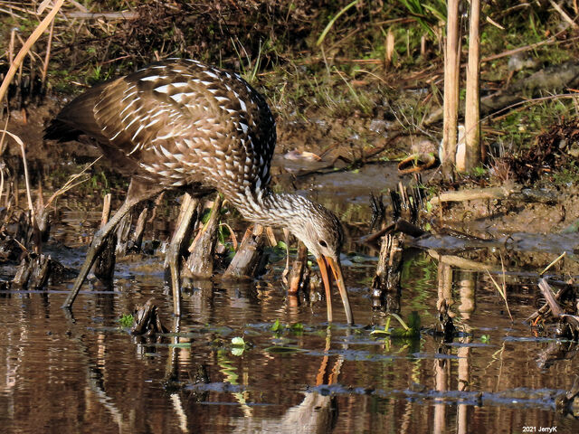 Limpkin