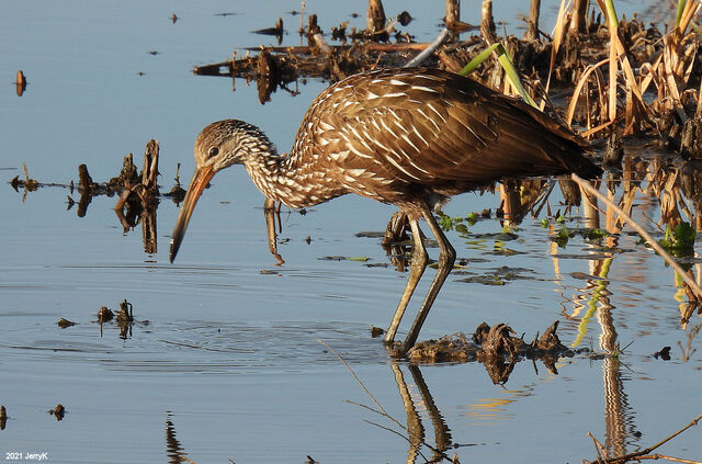 Limpkin
