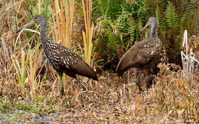 Limpkin