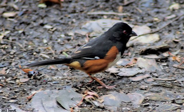 Eastern Towhees