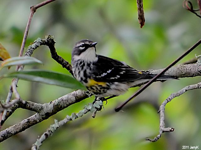Yellow-rumped Warbler