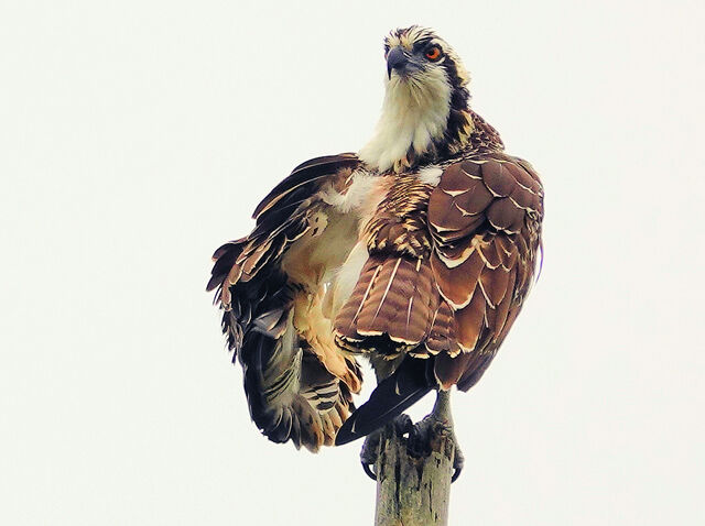 Osprey