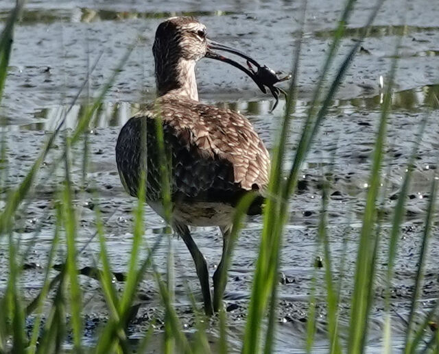 Whimbrel