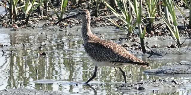 Whimbrel