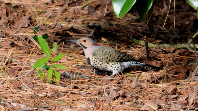 Northern Flicker