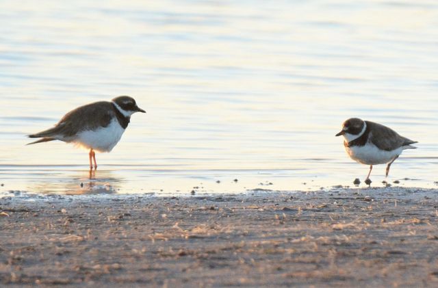 Common Ringed Plover