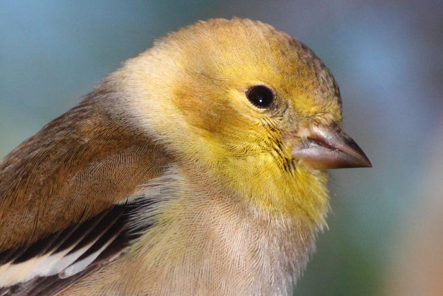 American Goldfinch