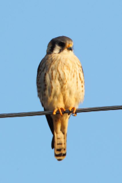 American Kestrel