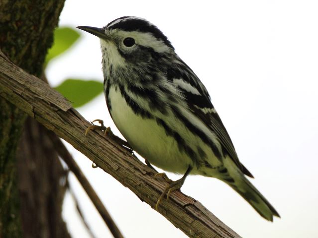 Black-and-white Warbler