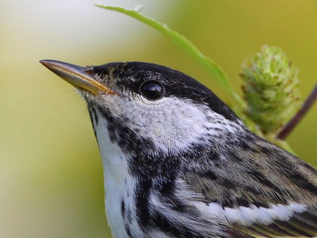 Blackpoll Warbler