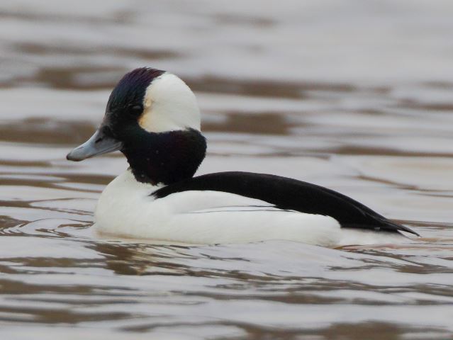 Buffleheads