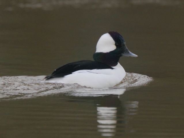 Bufflehead