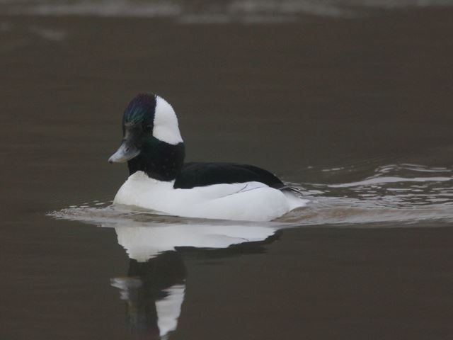 Bufflehead