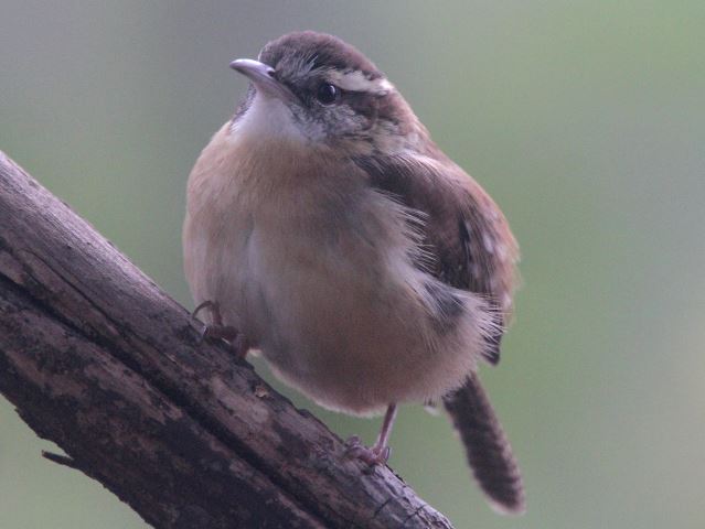 Carolina Wren
