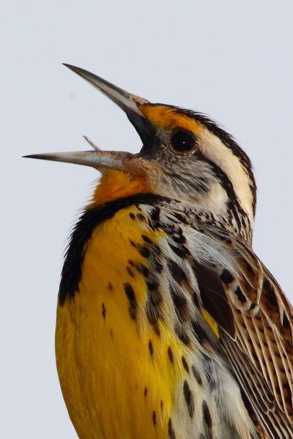Eastern Meadowlark