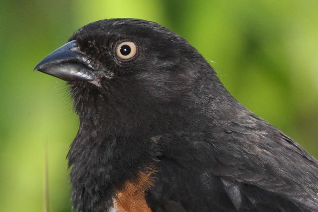 Eastern Towhee