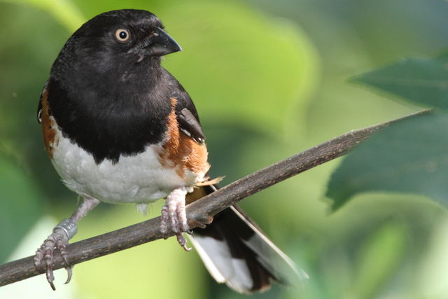 Eastern Towhee