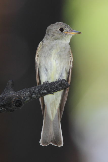 Eastern Wood-Pewee