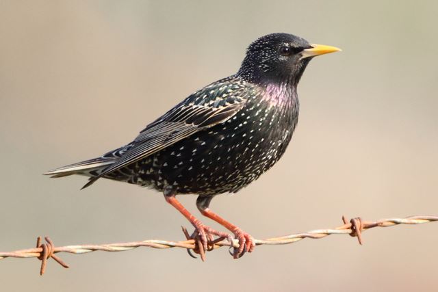 European Starling