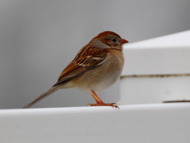 Field Sparrow