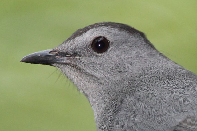 Gray Catbird