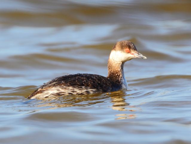 Horned Grebes