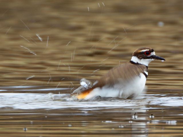 Killdeer