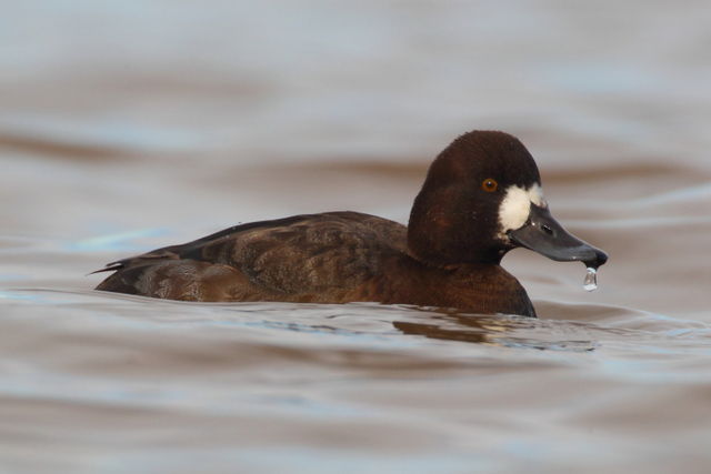Lesser Scaup