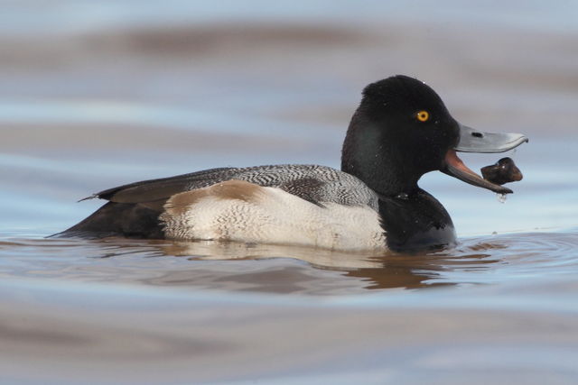 Lesser Scaup