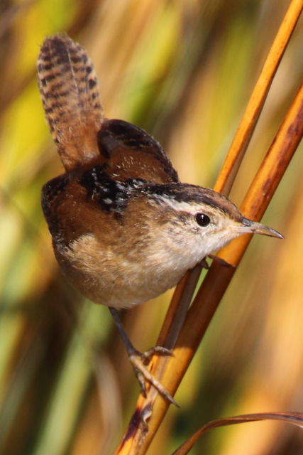 Marsh Wren