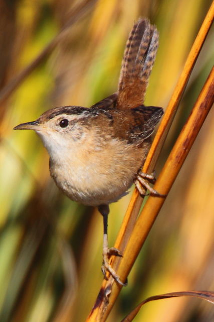 Marsh Wren