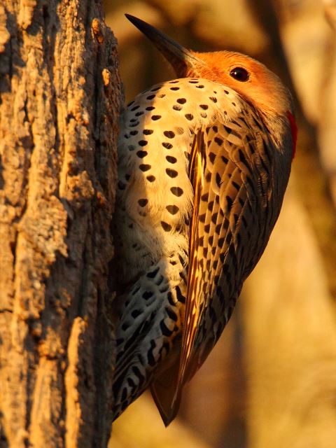 Northern Flicker