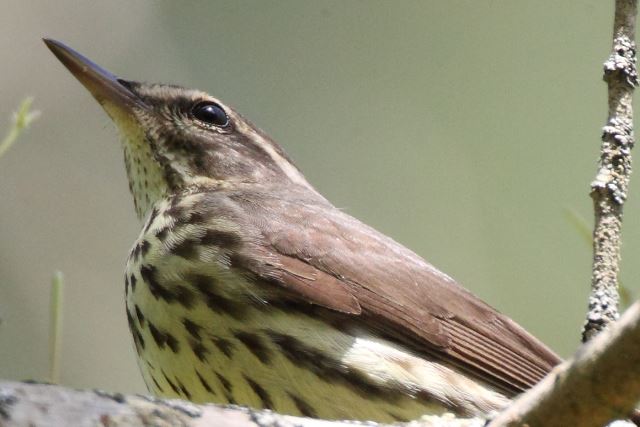 Northern Waterthrush