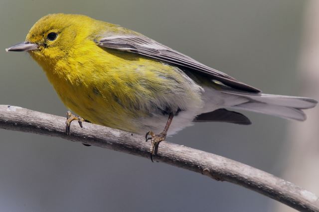 Pine Warblers