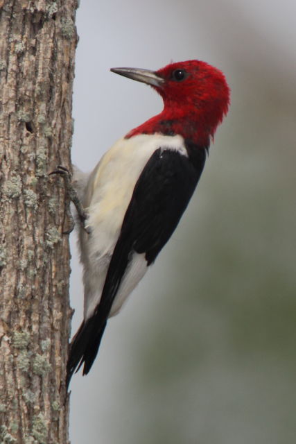 Red-headed Woodpecker