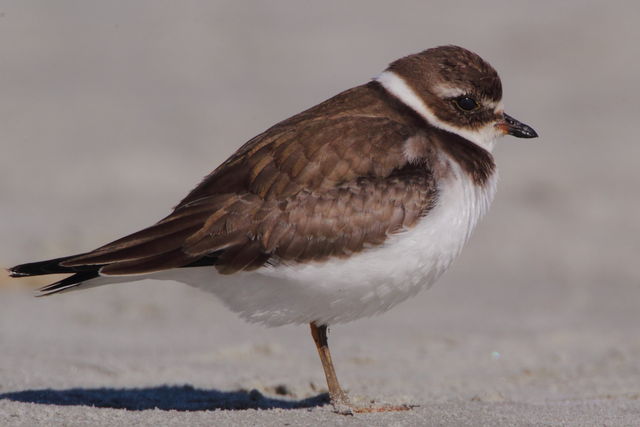 Semipalmated Plover