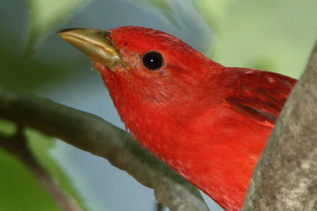 Summer Tanager