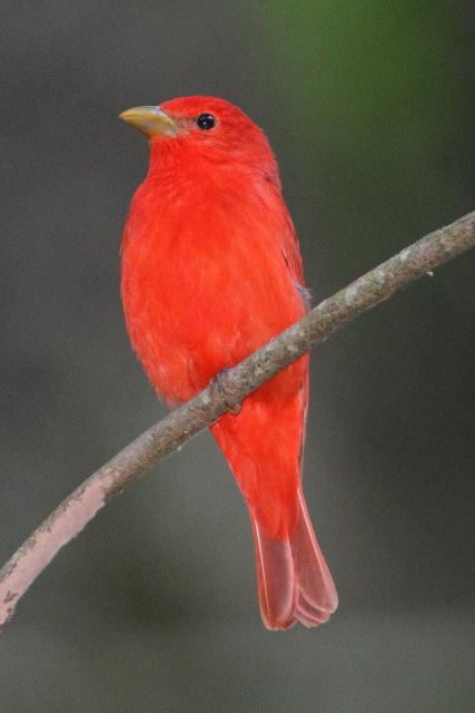 Summer Tanager