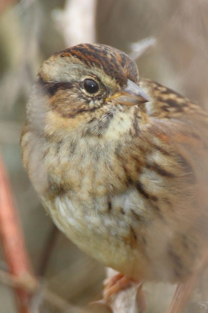 Swamp Sparrow