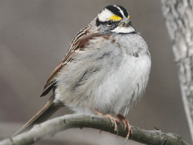 White-throated Sparrow