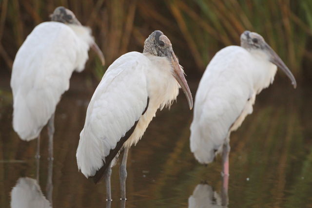 Wood Stork