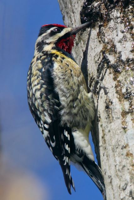 Yellow-bellied Sapsucker