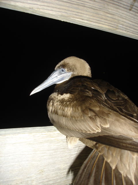 Brown Booby
