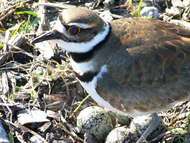 Killdeer