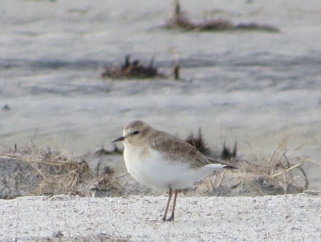 Mountain Plover