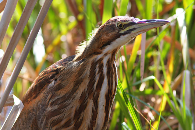 American Bittern