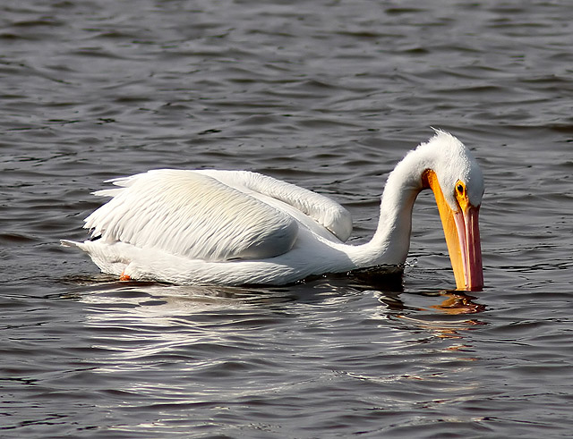 American White Pelican